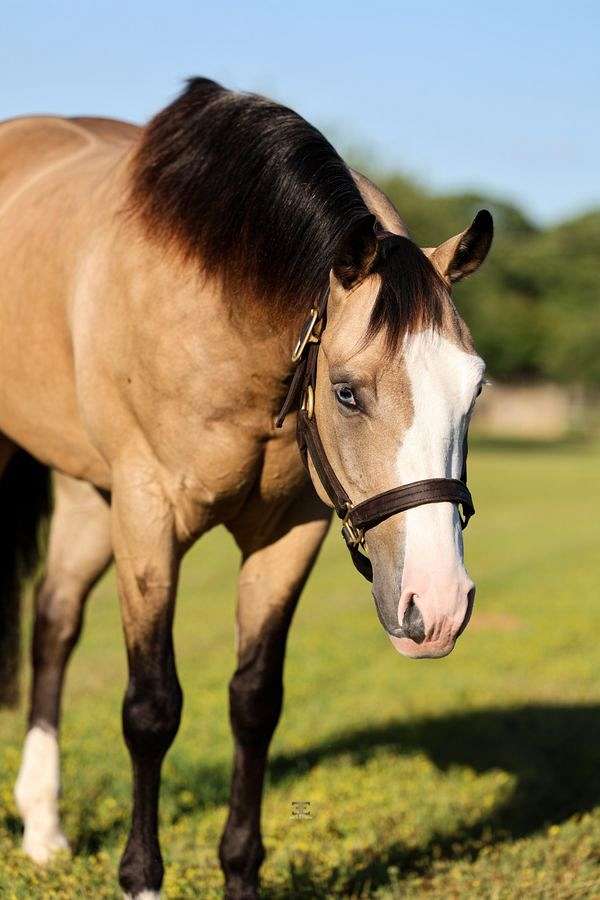 Rip - Handsome Ranch & Reining Horse 4 Yr Old Buckskin AQHA Gelding!