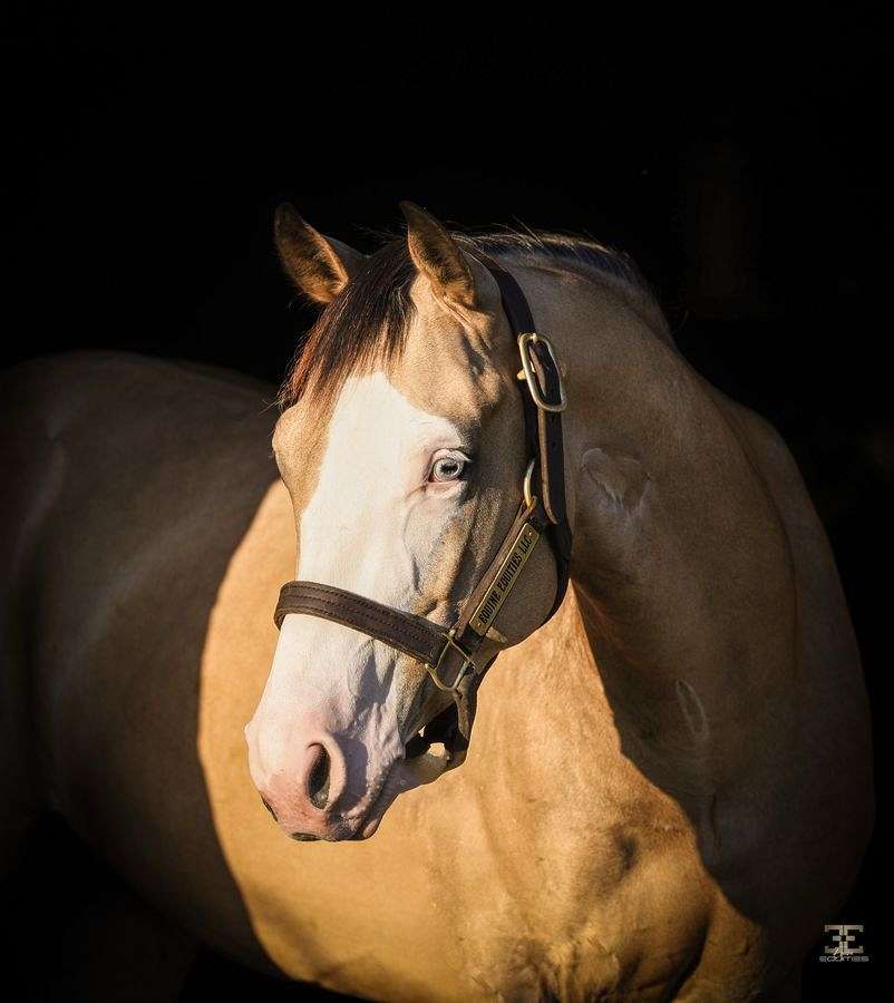 Rip - Handsome Ranch & Reining Horse 4 Yr Old Buckskin AQHA Gelding!