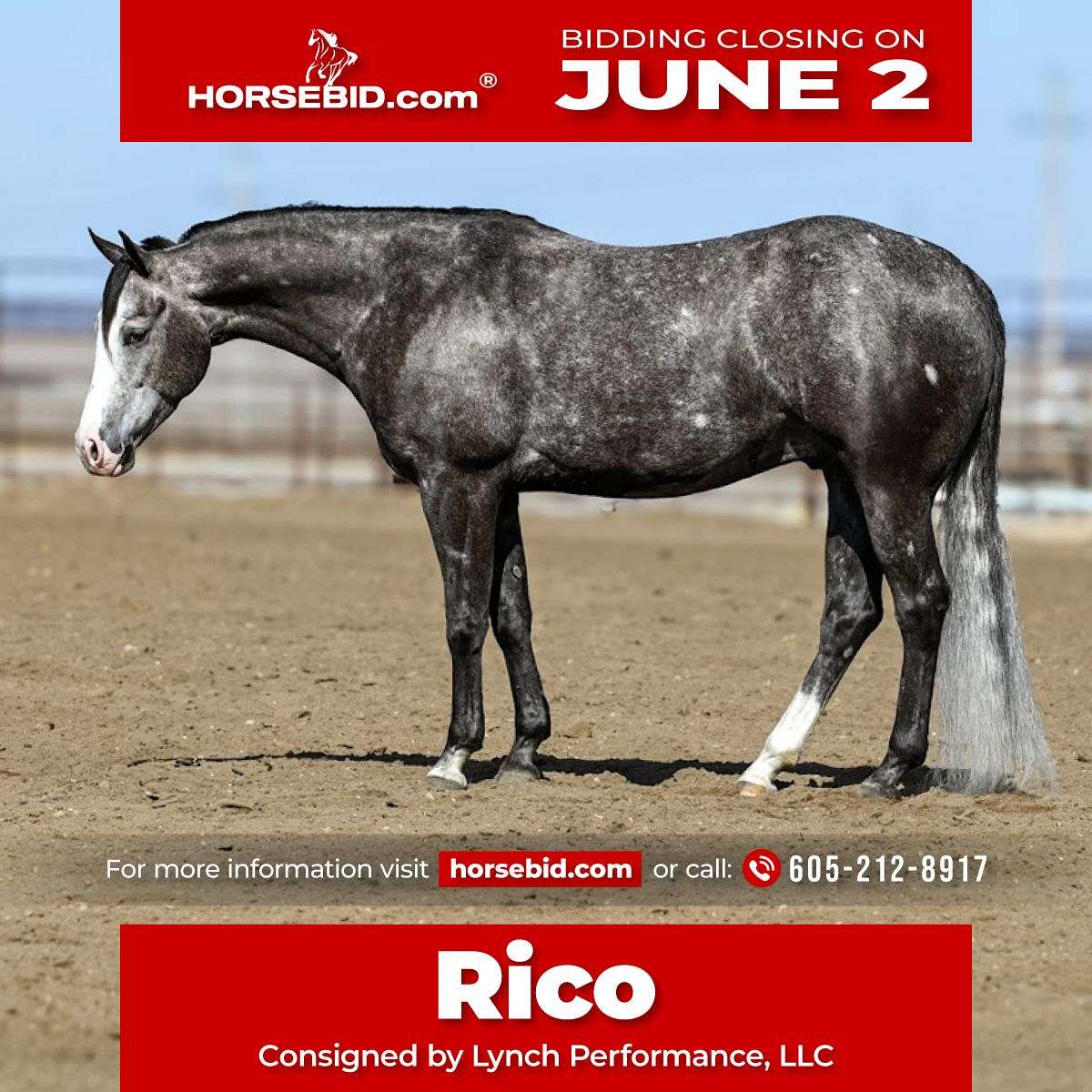 Rico - Stunning Ranch and Trail Horse Deluxe 6 yo Grey AQHA Gelding!
