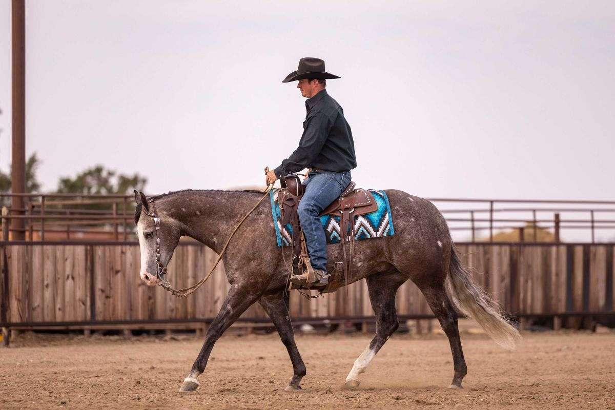 Rico - Stunning Ranch and Trail Horse Deluxe 6 yo Grey AQHA Gelding!
