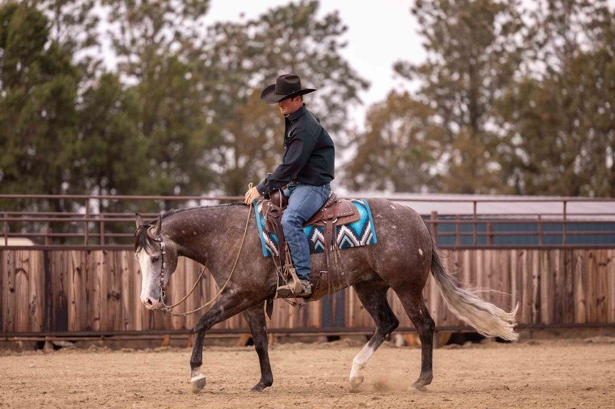 Rico - Stunning Ranch and Trail Horse Deluxe 6 yo Grey AQHA Gelding!