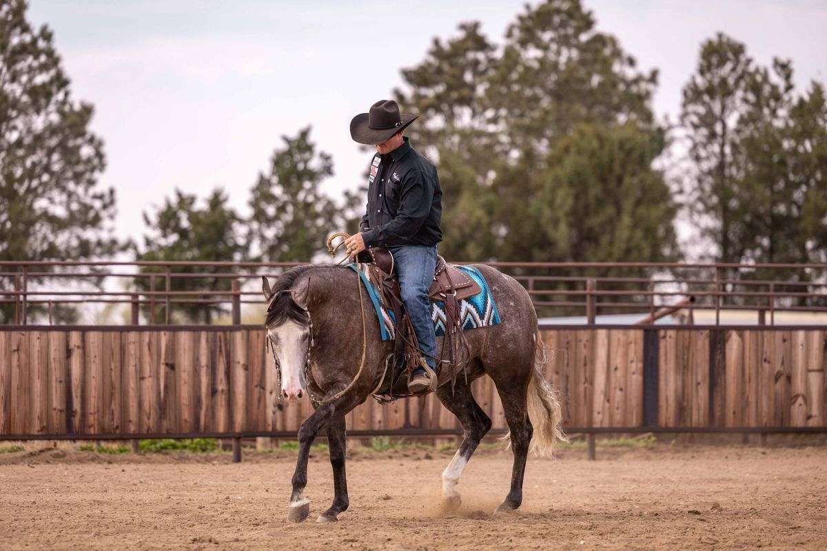 Rico - Stunning Ranch and Trail Horse Deluxe 6 yo Grey AQHA Gelding!