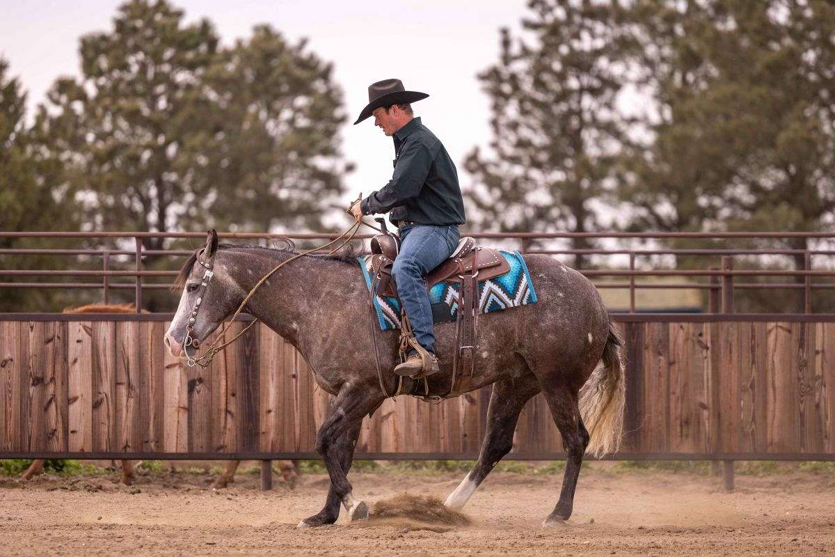 Rico - Stunning Ranch and Trail Horse Deluxe 6 yo Grey AQHA Gelding!