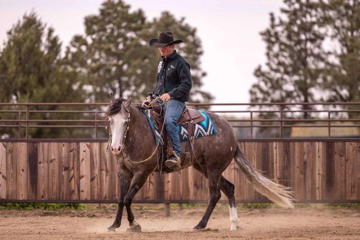 Rico - Stunning Ranch and Trail Horse Deluxe 6 yo Grey AQHA Gelding!