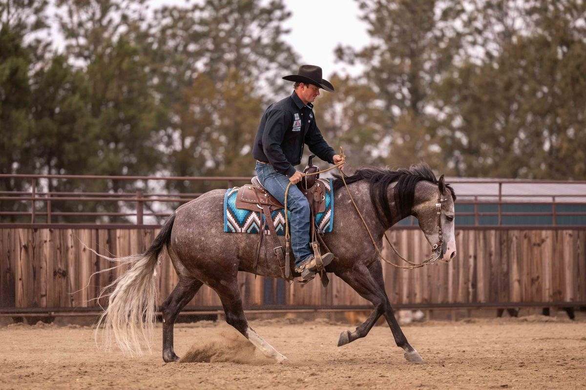 Rico - Stunning Ranch and Trail Horse Deluxe 6 yo Grey AQHA Gelding!