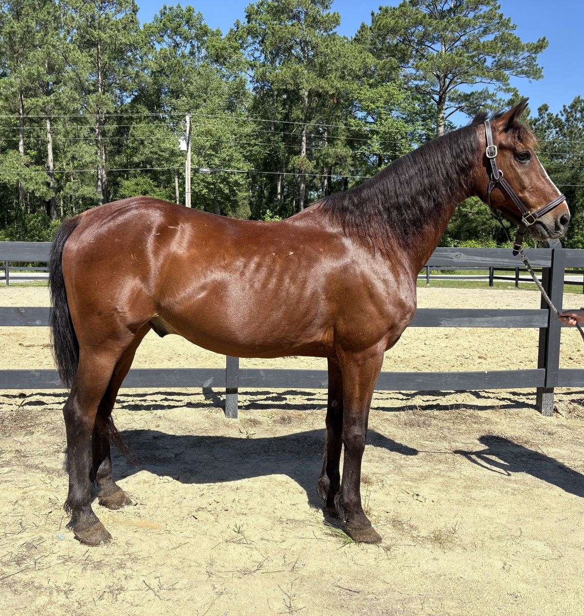 Gentle Morgan Gelding