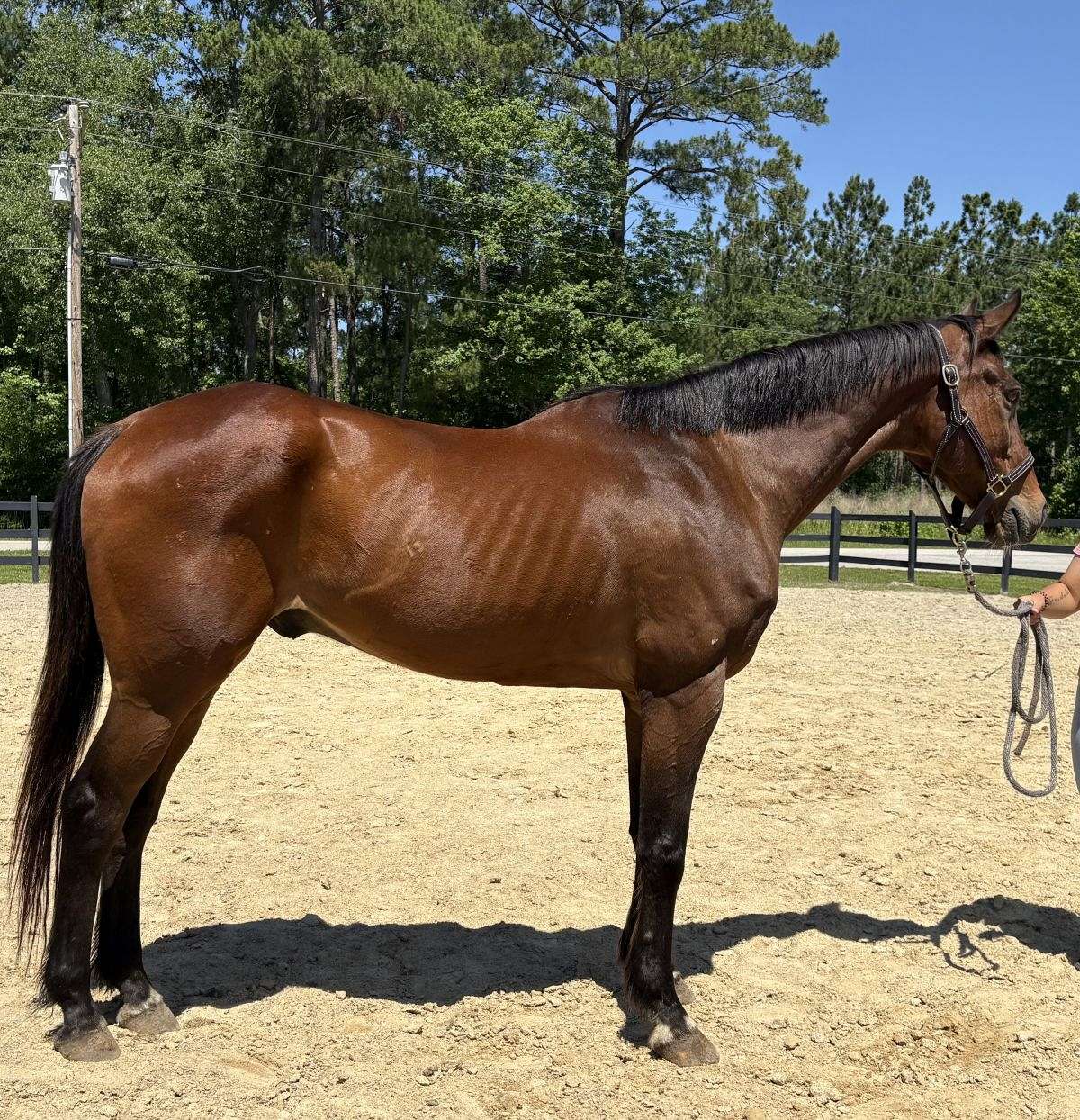 Bay Appendix Gelding
