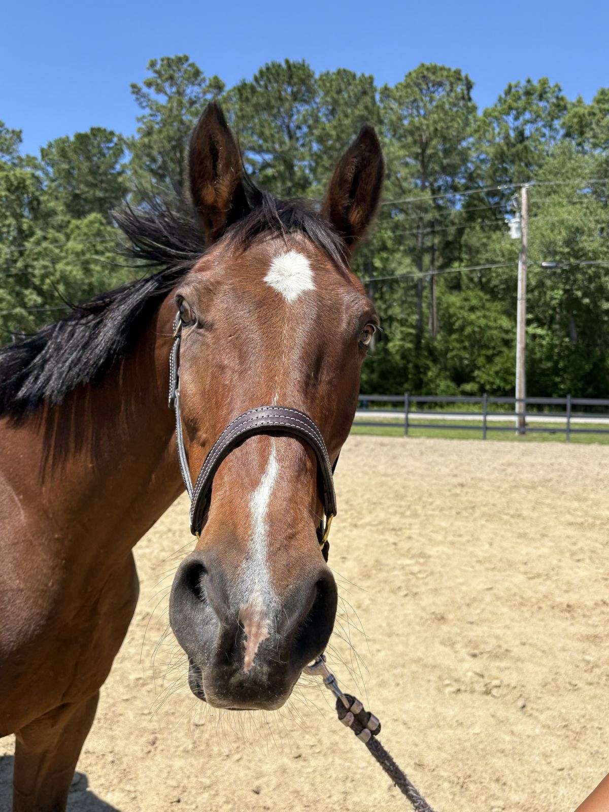 Bay Appendix Gelding
