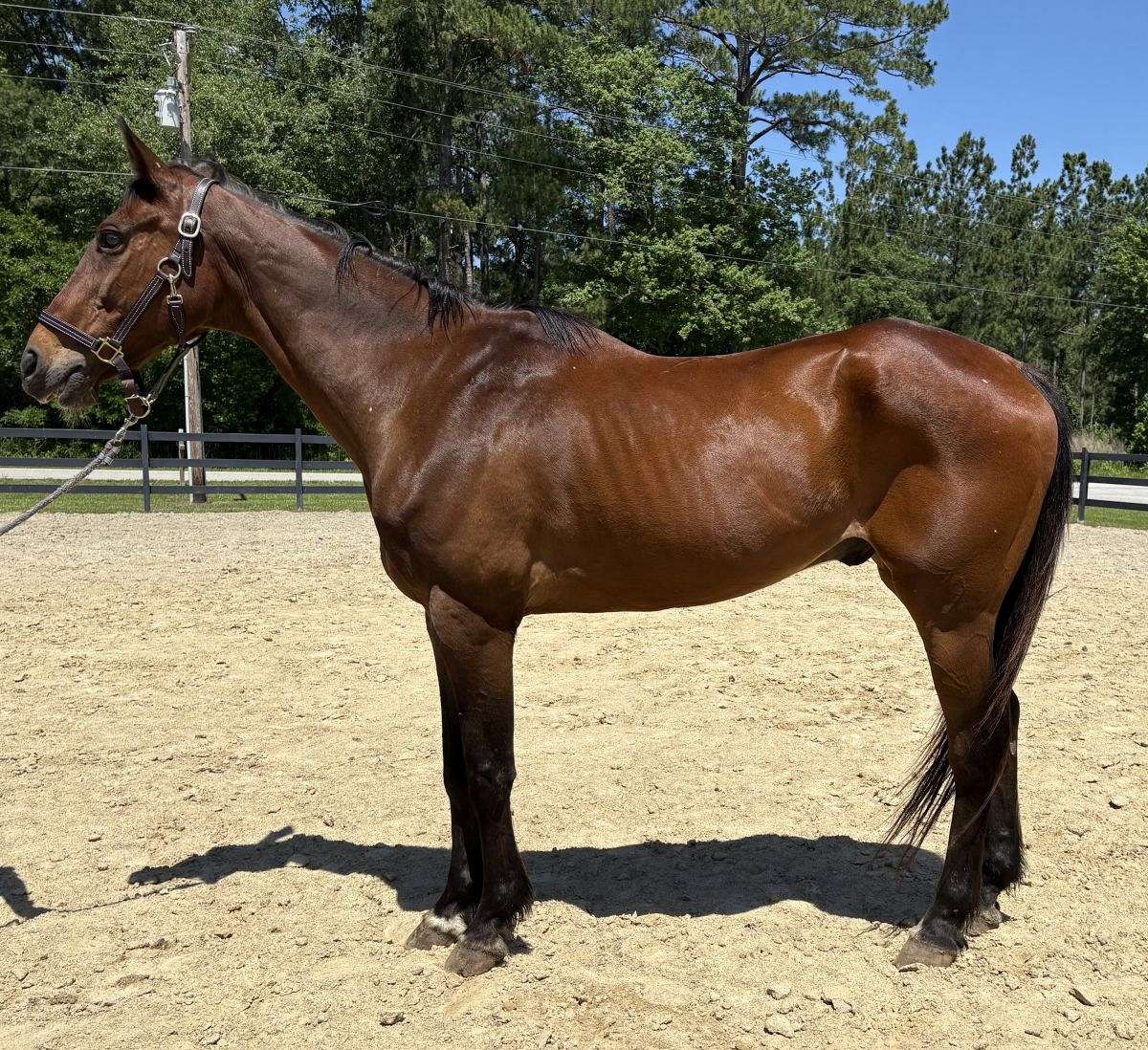 Bay Appendix Gelding