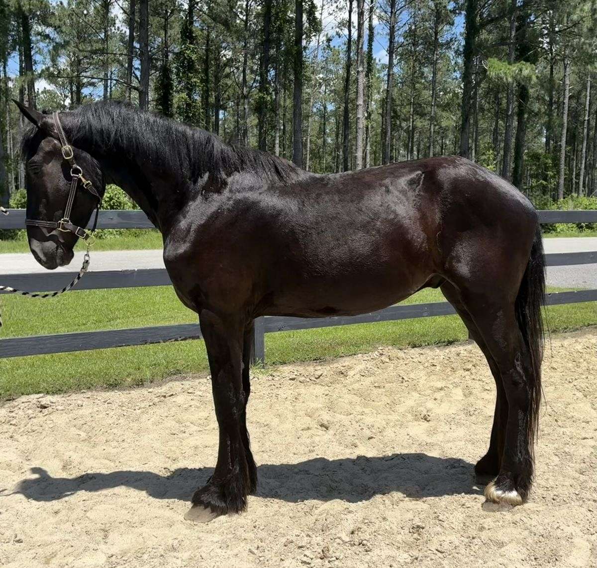 Friesian Percheron Gelding