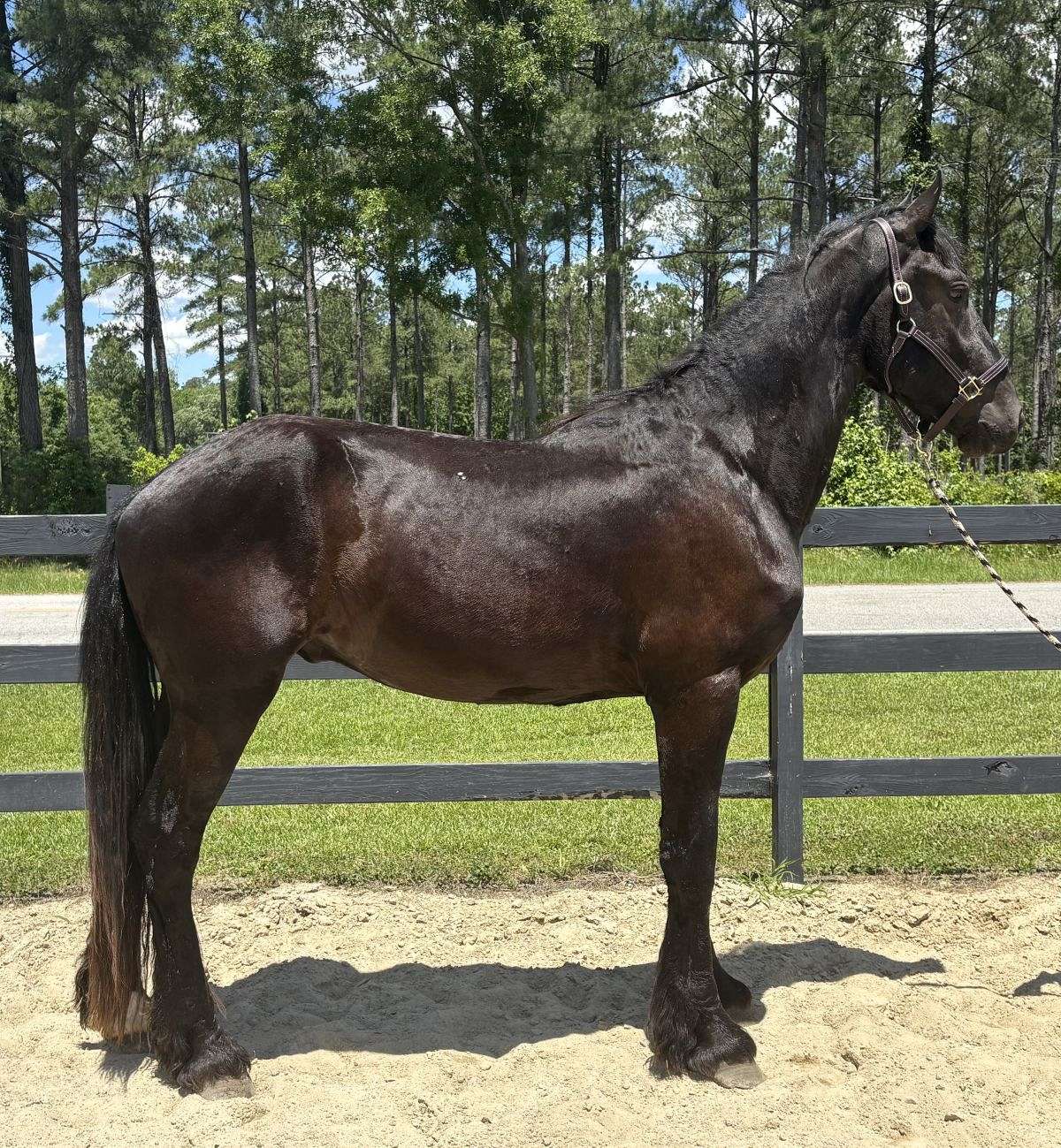 Friesian Percheron Gelding