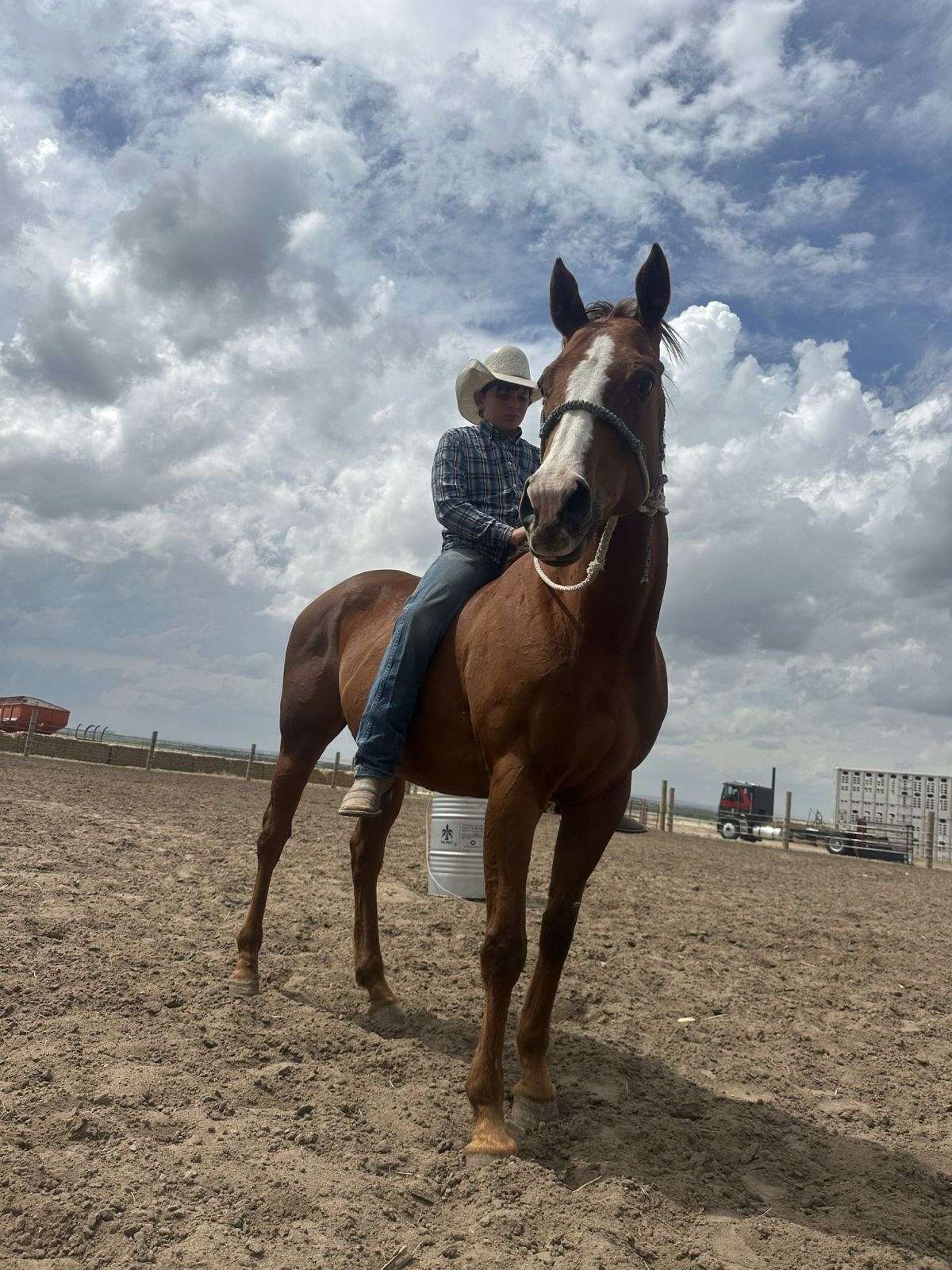 Big Red Family Mare!