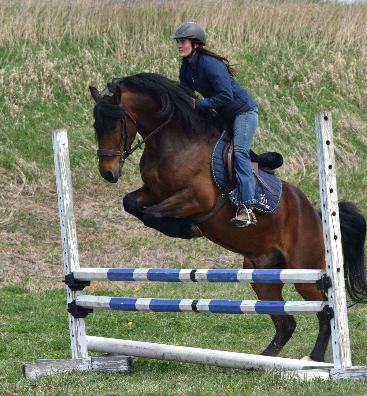 Kobe - Perfect All-Around Horse 5 Yr Old Bay Friesian Sport Horse Gelding!