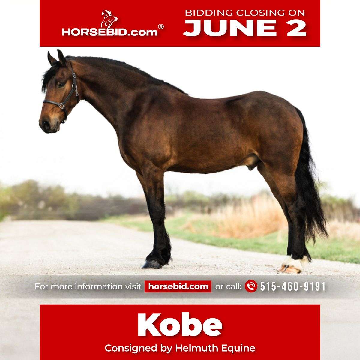 Kobe - Perfect All-Around Horse 5 Yr Old Bay Friesian Sport Horse Gelding!