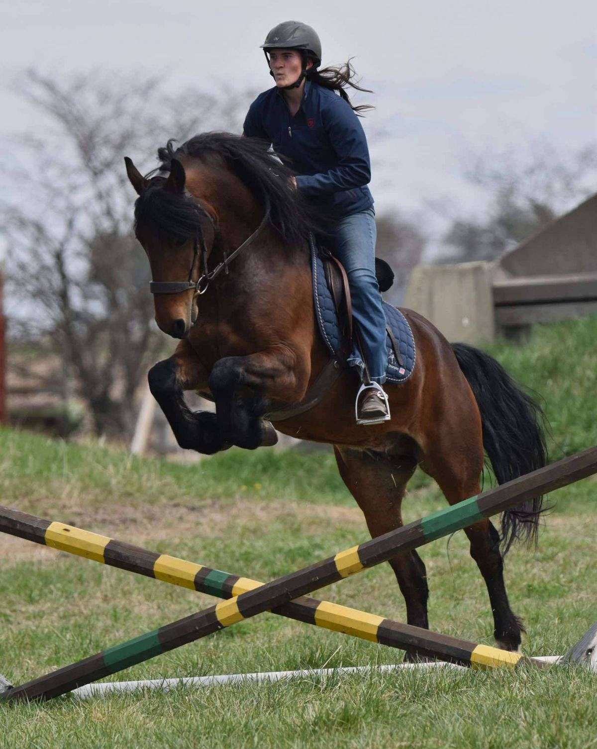 Kobe - Perfect All-Around Horse 5 Yr Old Bay Friesian Sport Horse Gelding!
