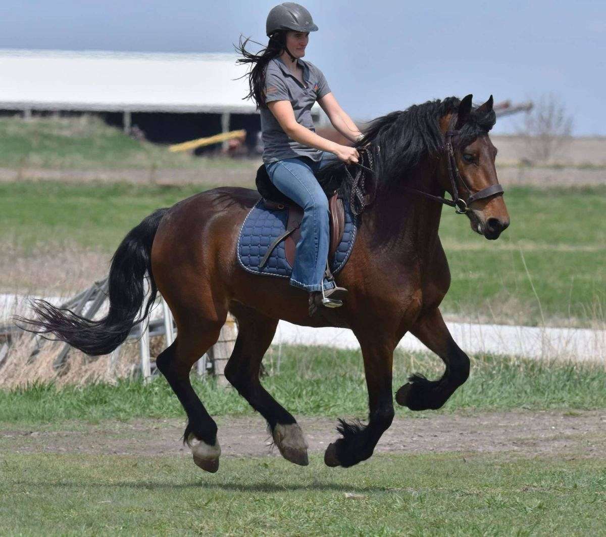 Kobe - Perfect All-Around Horse 5 Yr Old Bay Friesian Sport Horse Gelding!