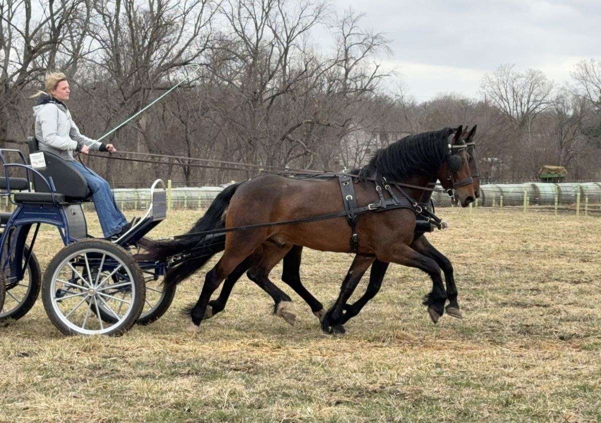 Kobe - Perfect All-Around Horse 5 Yr Old Bay Friesian Sport Horse Gelding!