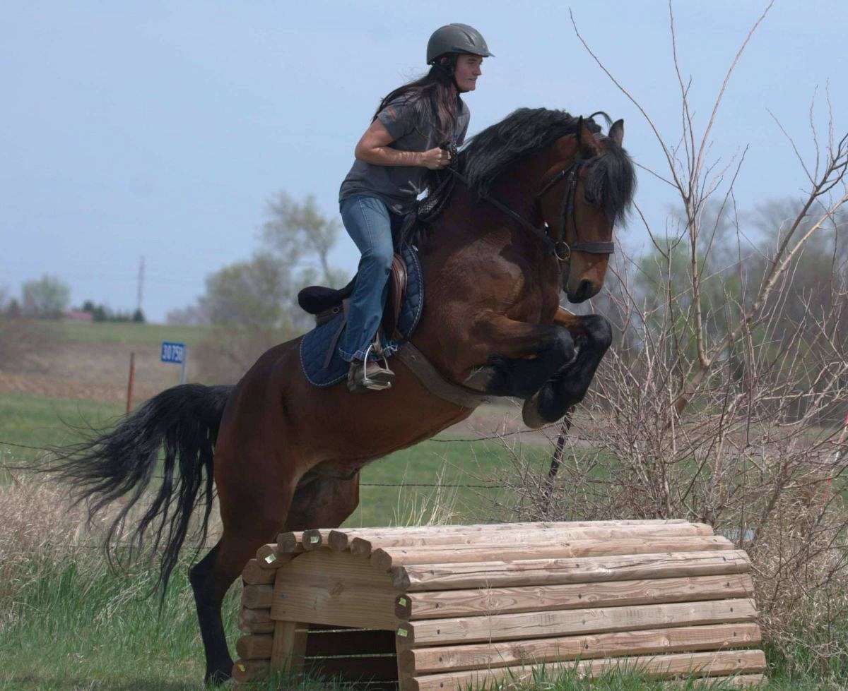 Kobe - Perfect All-Around Horse 5 Yr Old Bay Friesian Sport Horse Gelding!