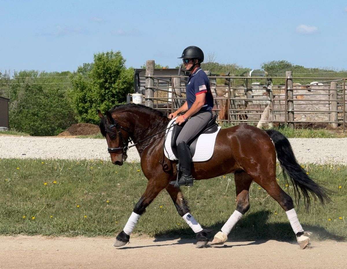 Kobe - Perfect All-Around Horse 5 Yr Old Bay Friesian Sport Horse Gelding!