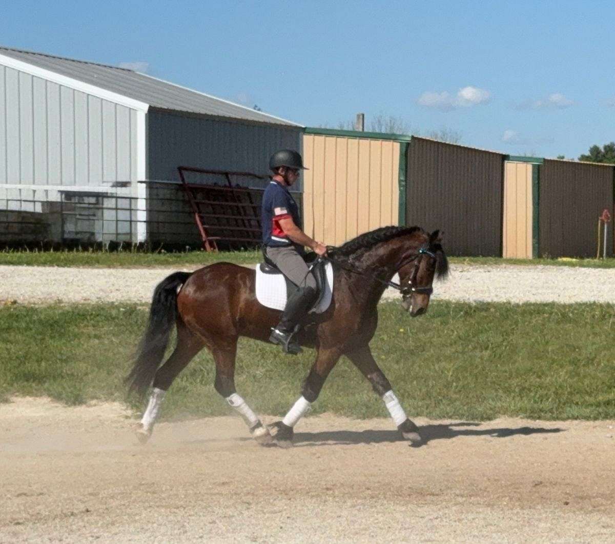 Kobe - Perfect All-Around Horse 5 Yr Old Bay Friesian Sport Horse Gelding!