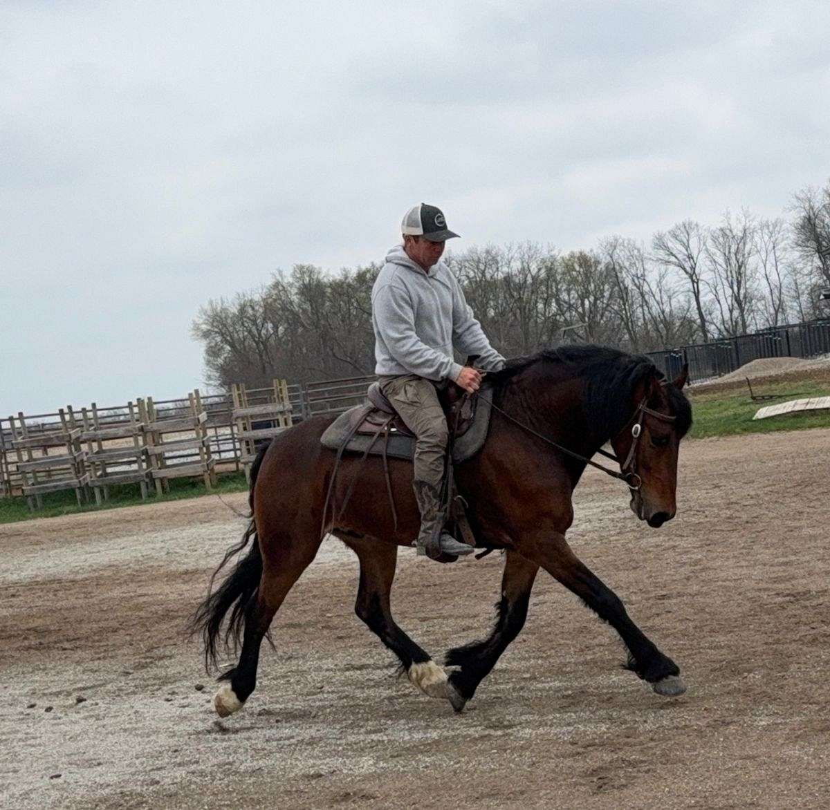Kobe - Perfect All-Around Horse 5 Yr Old Bay Friesian Sport Horse Gelding!