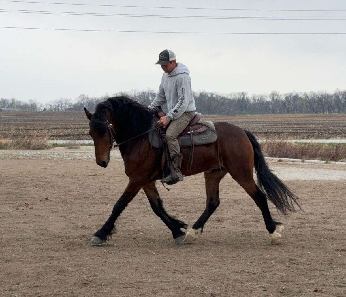 Kobe - Perfect All-Around Horse 5 Yr Old Bay Friesian Sport Horse Gelding!