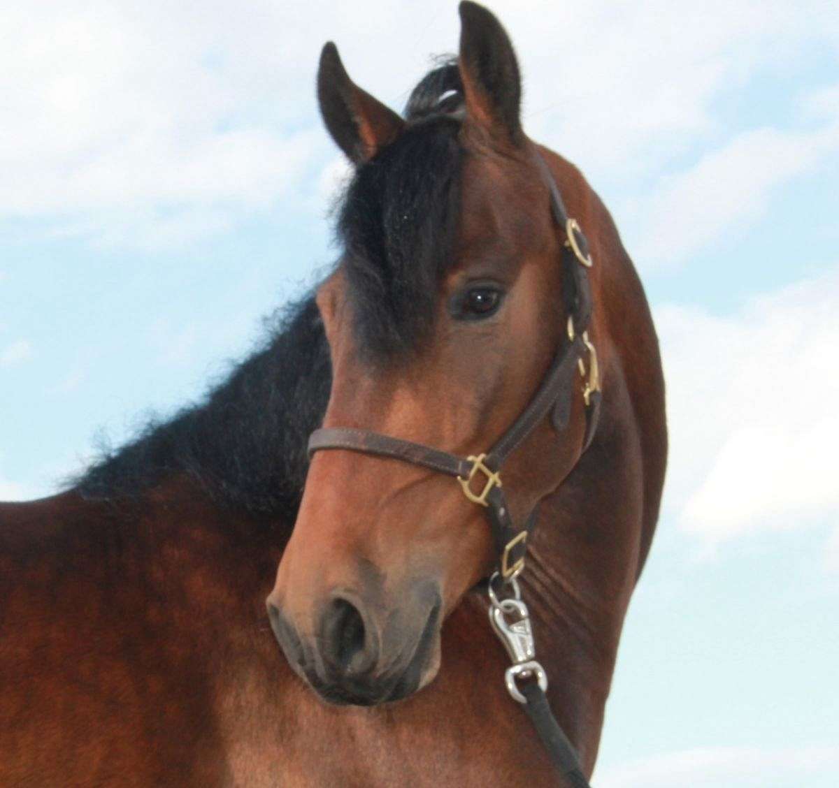 Kobe - Perfect All-Around Horse 5 Yr Old Bay Friesian Sport Horse Gelding!