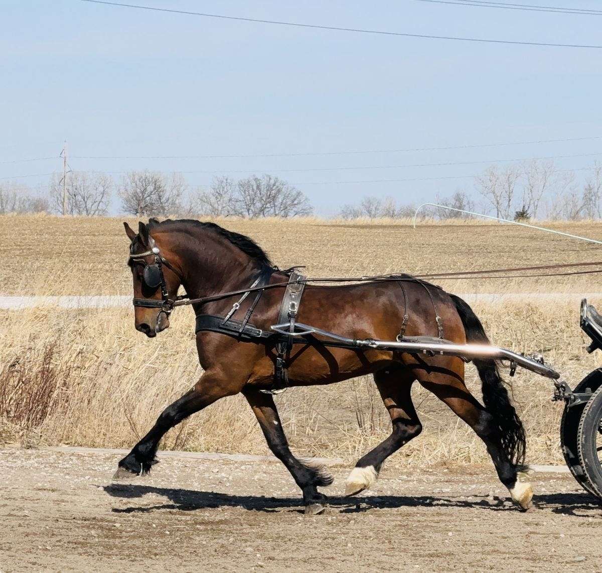Kobe - Perfect All-Around Horse 5 Yr Old Bay Friesian Sport Horse Gelding!