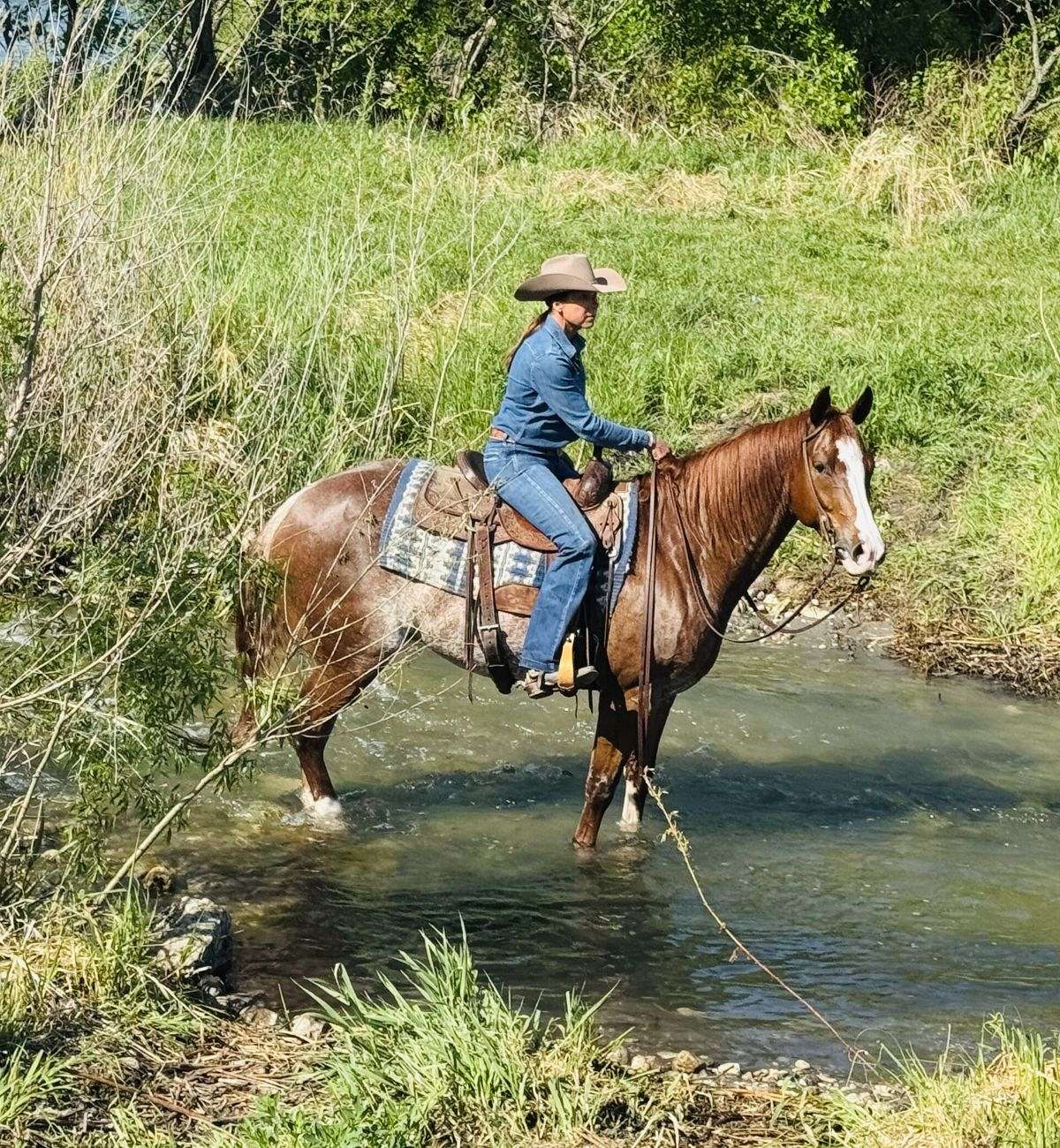 Gretzsky - Fantastic Ranch & Cutting Horse 6 yo Rabicano AQHA Gelding!