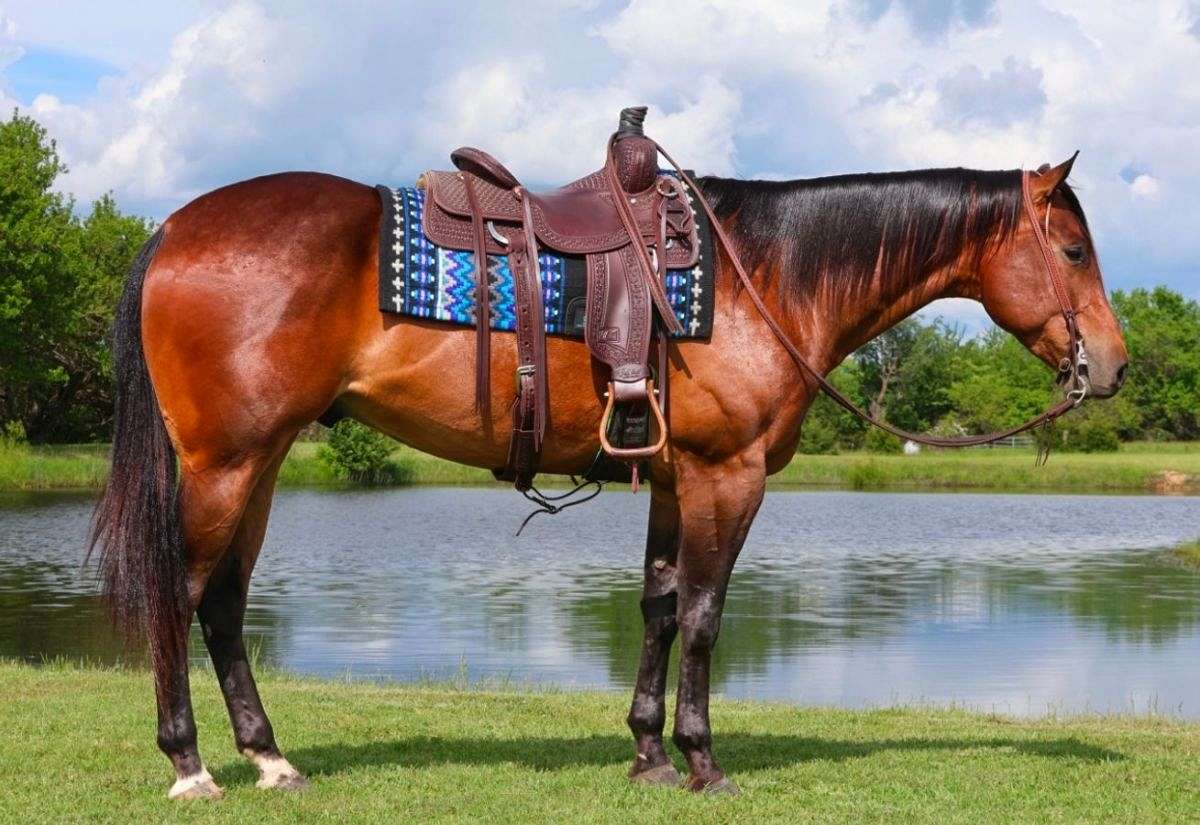 Forest - Drop Dead Gorgeous 4 Yr Old Bay AQHA Gelding!