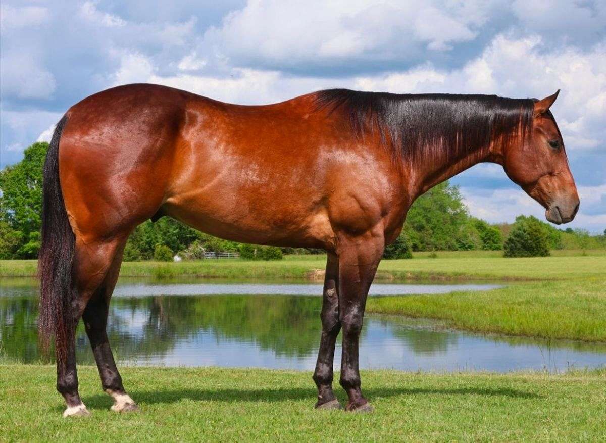 Forest - Drop Dead Gorgeous 4 Yr Old Bay AQHA Gelding!