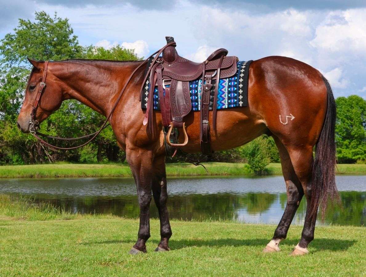 Forest - Drop Dead Gorgeous 4 Yr Old Bay AQHA Gelding!