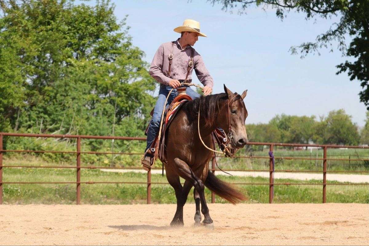 Cowboy - Extremely Broke & Honest 4 Yr Old Buckskin AQHA Gelding!