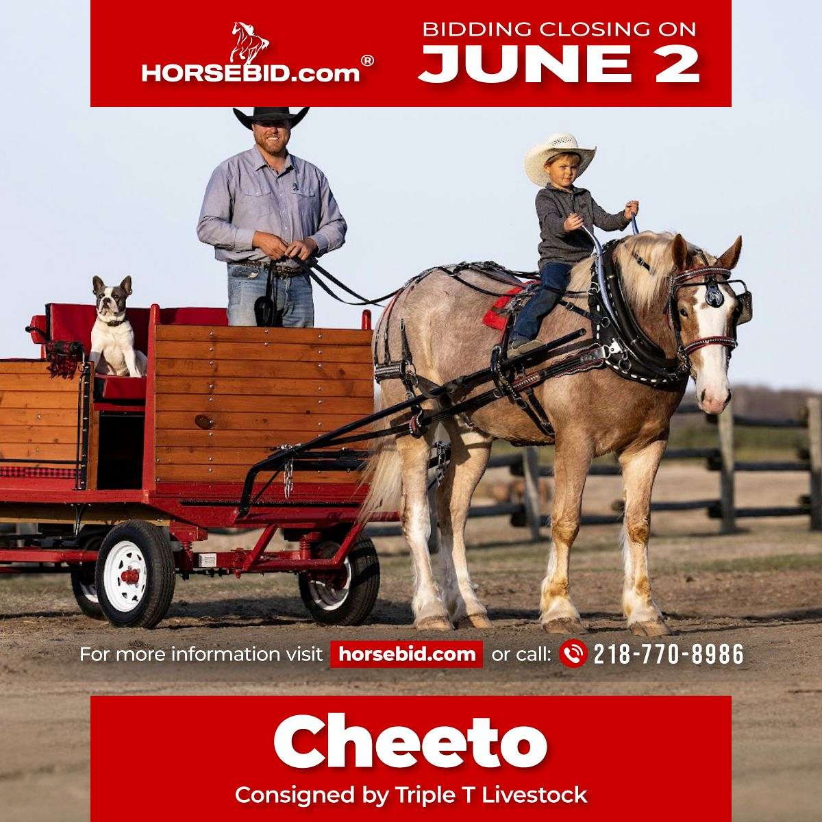 Cheeto - the Ultimate Companion 4 Yr Old Red Roan Belgian Cross Gelding!