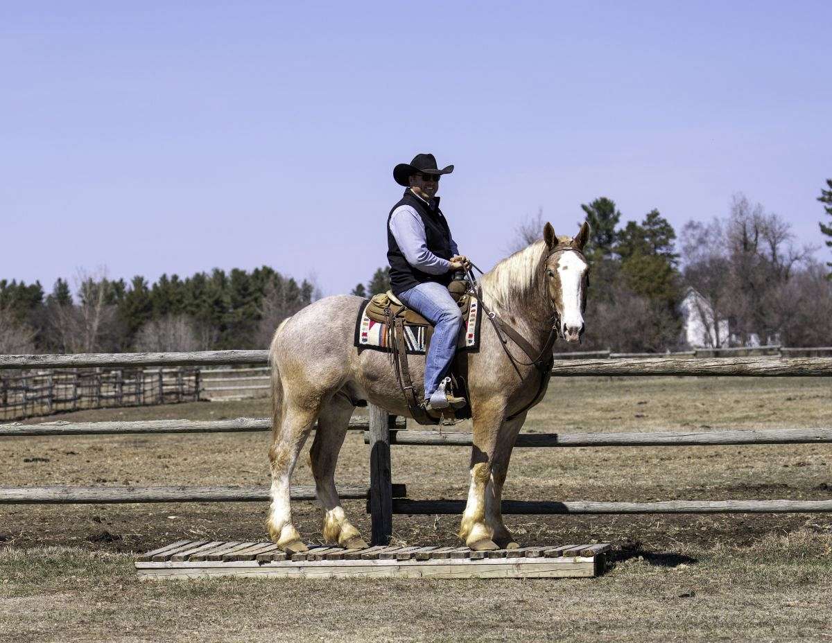 Cheeto - the Ultimate Companion 4 Yr Old Red Roan Belgian Cross Gelding!