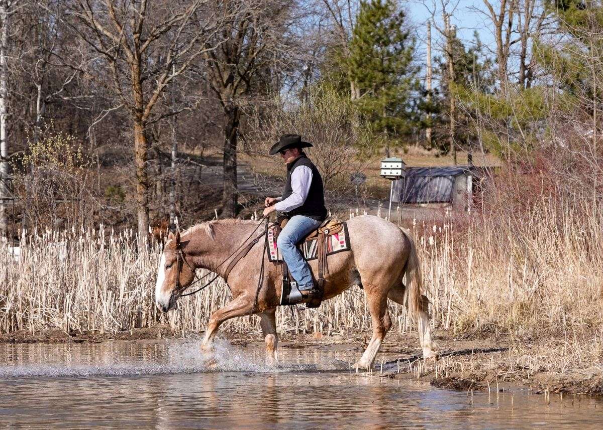 Cheeto - the Ultimate Companion 4 Yr Old Red Roan Belgian Cross Gelding!