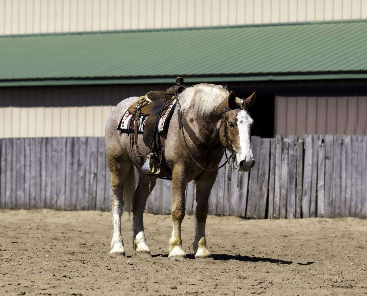 Cheeto - the Ultimate Companion 4 Yr Old Red Roan Belgian Cross Gelding!