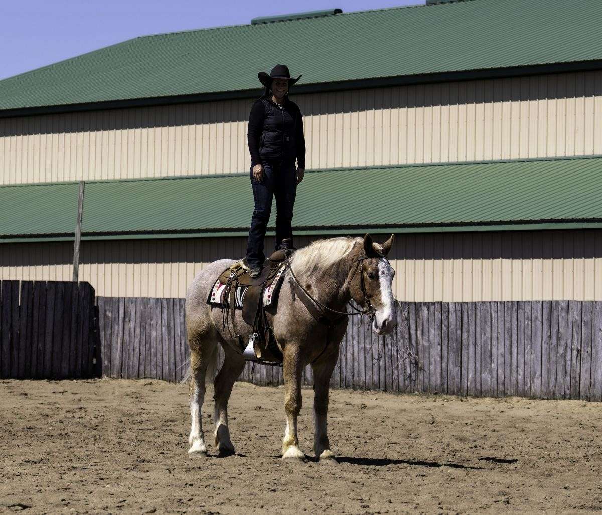 Cheeto - the Ultimate Companion 4 Yr Old Red Roan Belgian Cross Gelding!