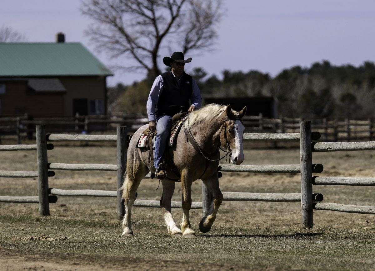 Cheeto - the Ultimate Companion 4 Yr Old Red Roan Belgian Cross Gelding!