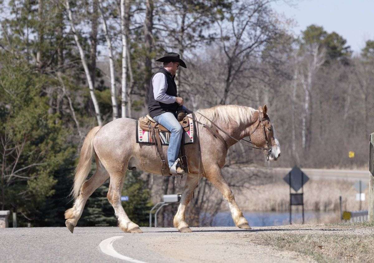 Cheeto - the Ultimate Companion 4 Yr Old Red Roan Belgian Cross Gelding!