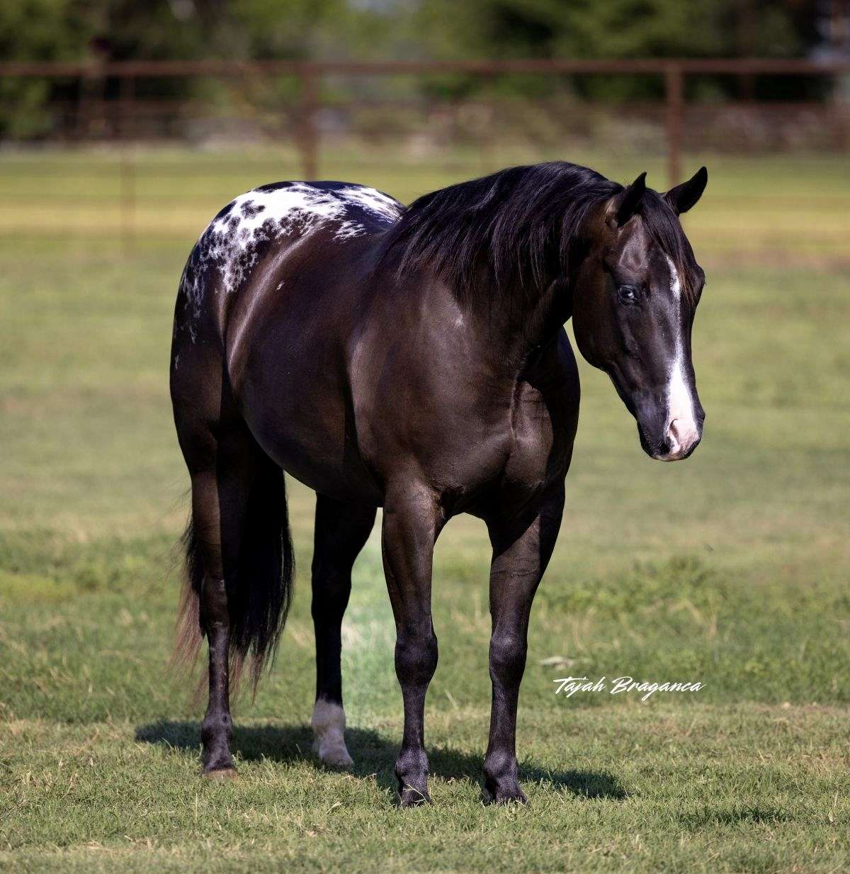 Cajun - a True Showstopper 5 Yr Old Black Appaloosa Gelding!