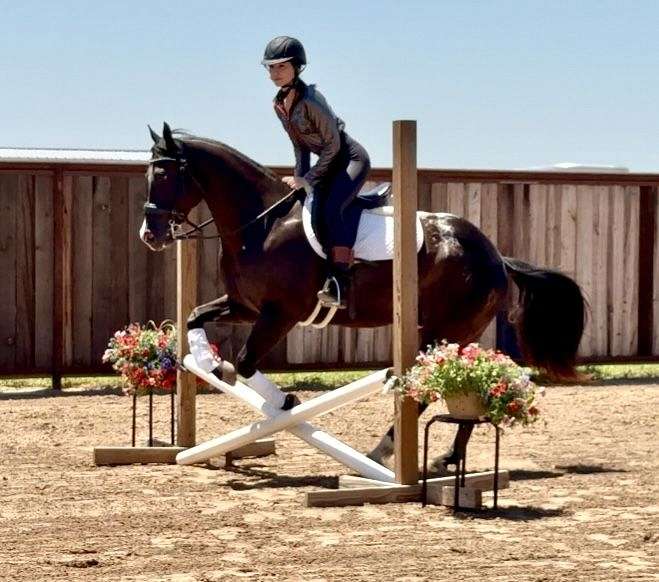 Cajun - a True Showstopper 5 Yr Old Black Appaloosa Gelding!