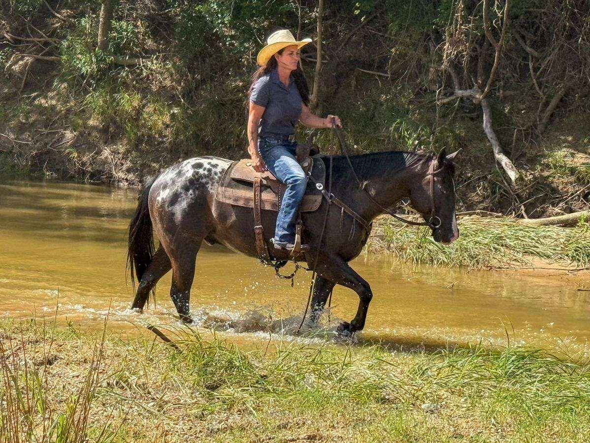 Cajun - a True Showstopper 5 Yr Old Black Appaloosa Gelding!
