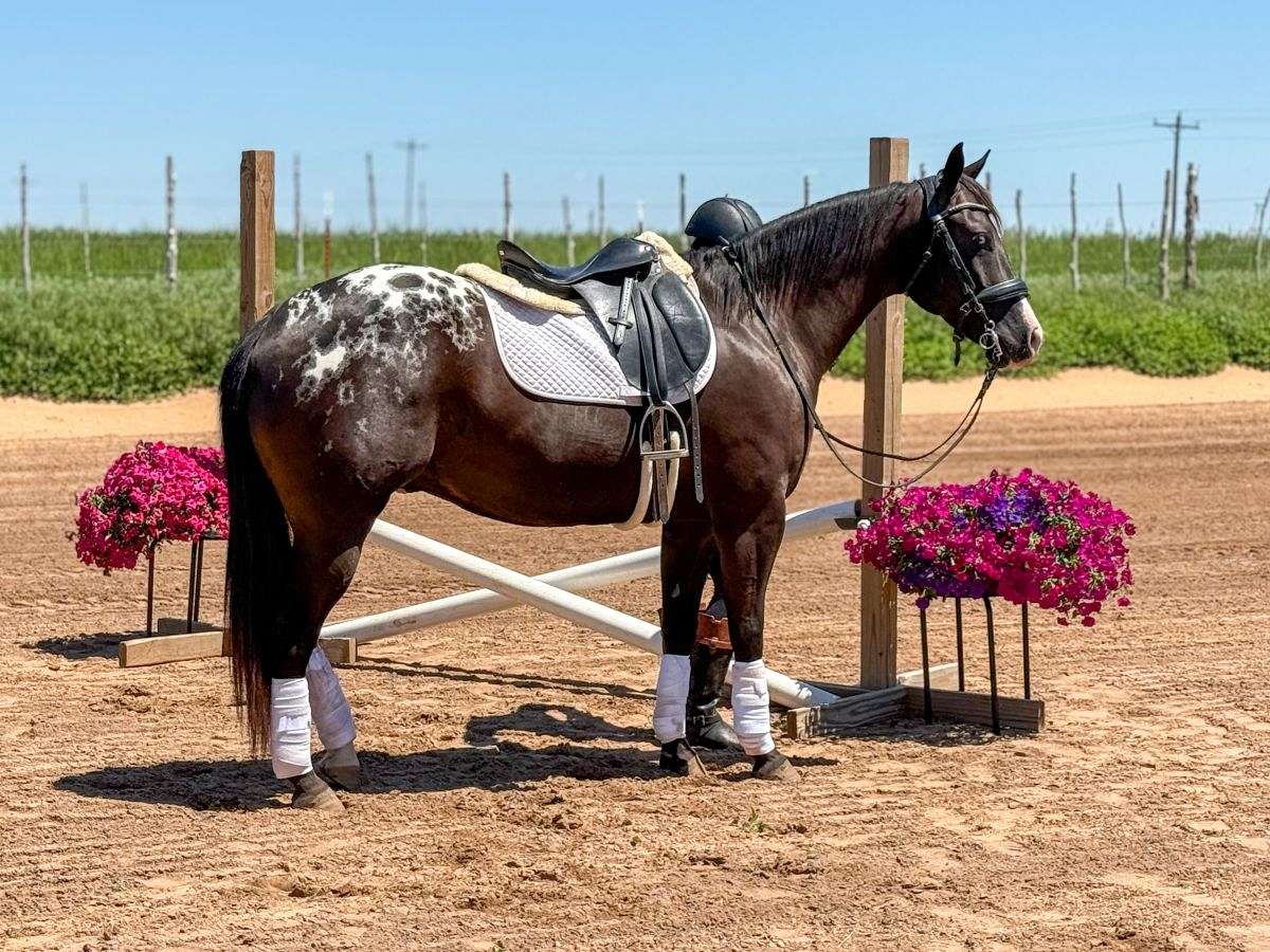 Cajun - a True Showstopper 5 Yr Old Black Appaloosa Gelding!