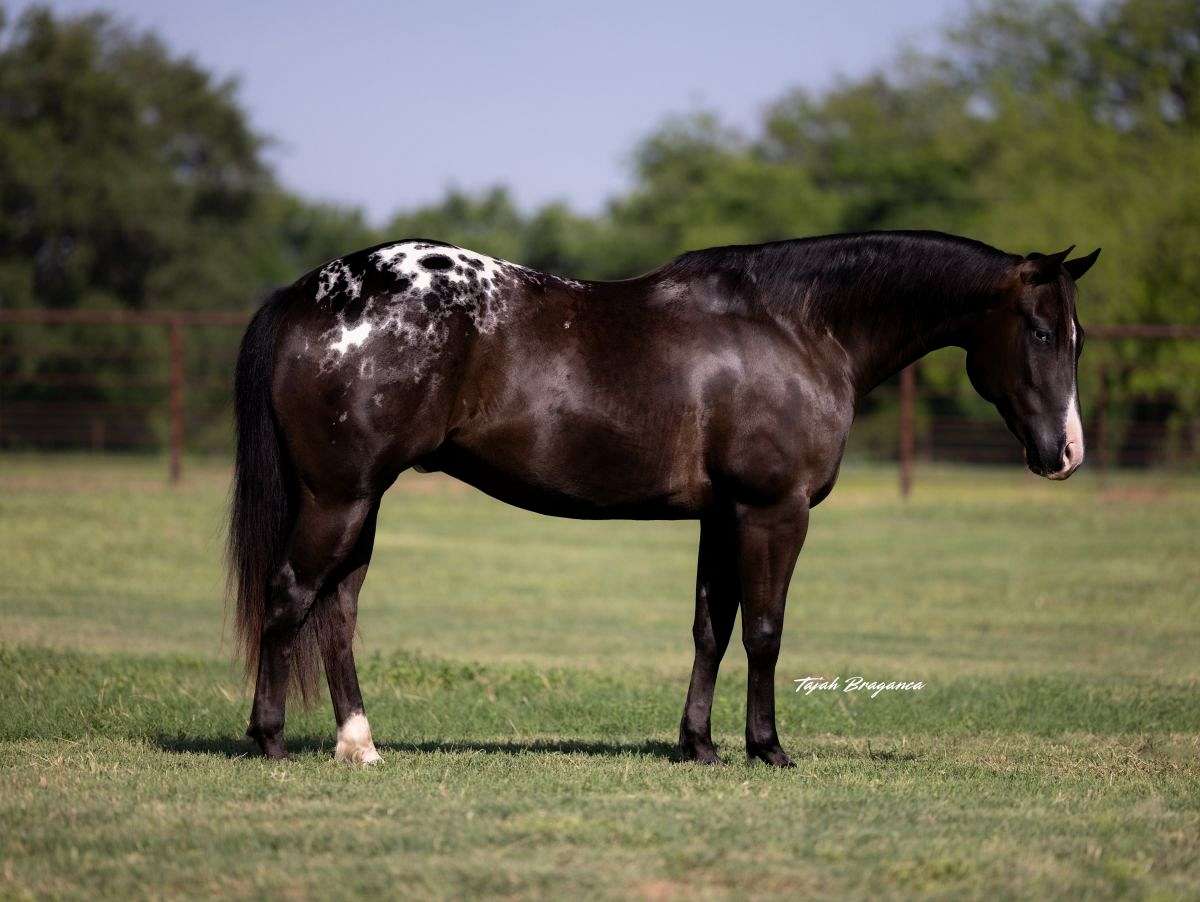 Cajun - a True Showstopper 5 Yr Old Black Appaloosa Gelding!