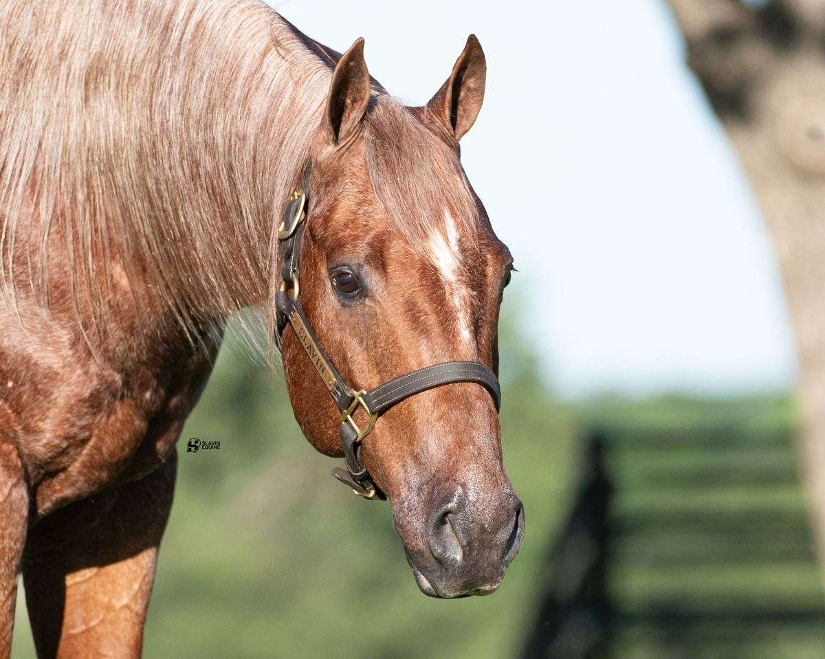 Berry - Show Horse Deluxe 12 Yr Old Red Roan AQHA Gelding!