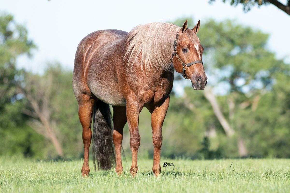 Berry - Show Horse Deluxe 12 Yr Old Red Roan AQHA Gelding!