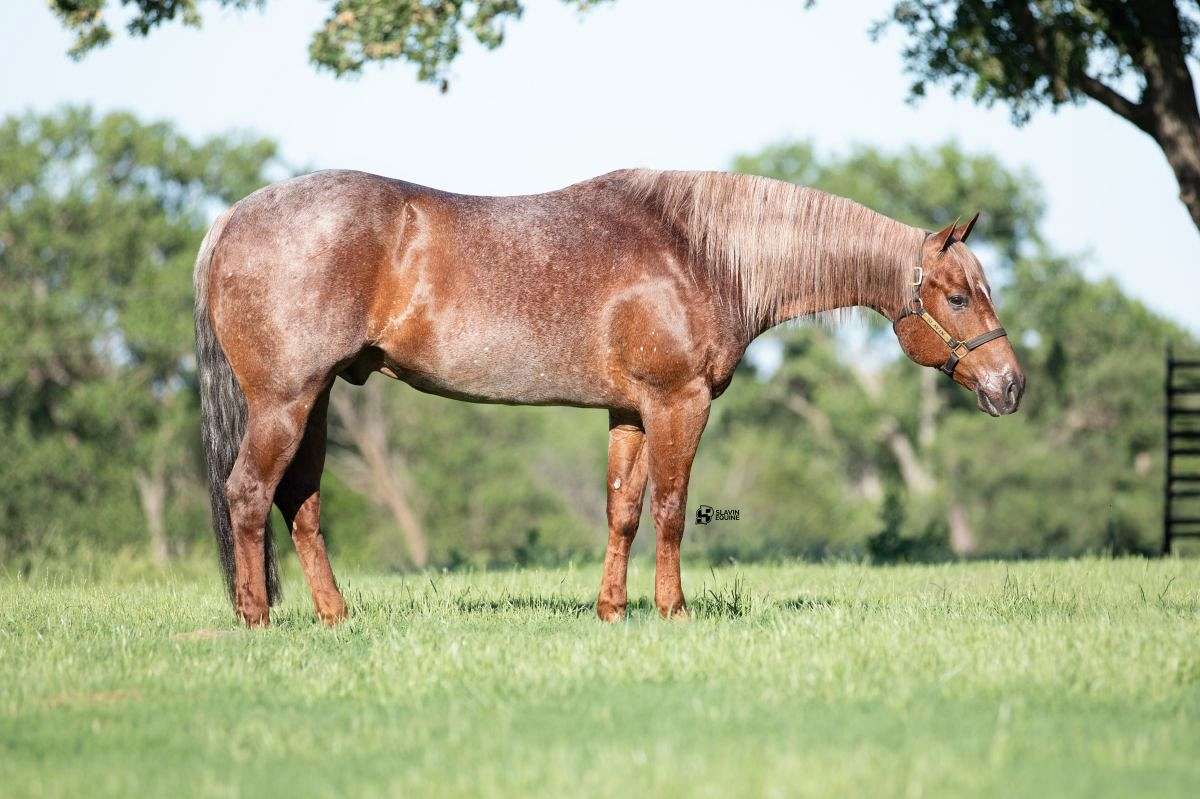Berry - Show Horse Deluxe 12 Yr Old Red Roan AQHA Gelding!