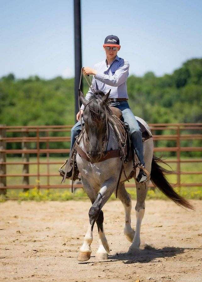 Cosmo - Quiet & Family Friendly 4 yo Blue Roan Percheron Cross Gelding!