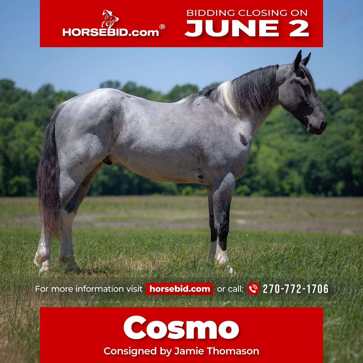 Cosmo - Quiet & Family Friendly 4 yo Blue Roan Percheron Cross Gelding!